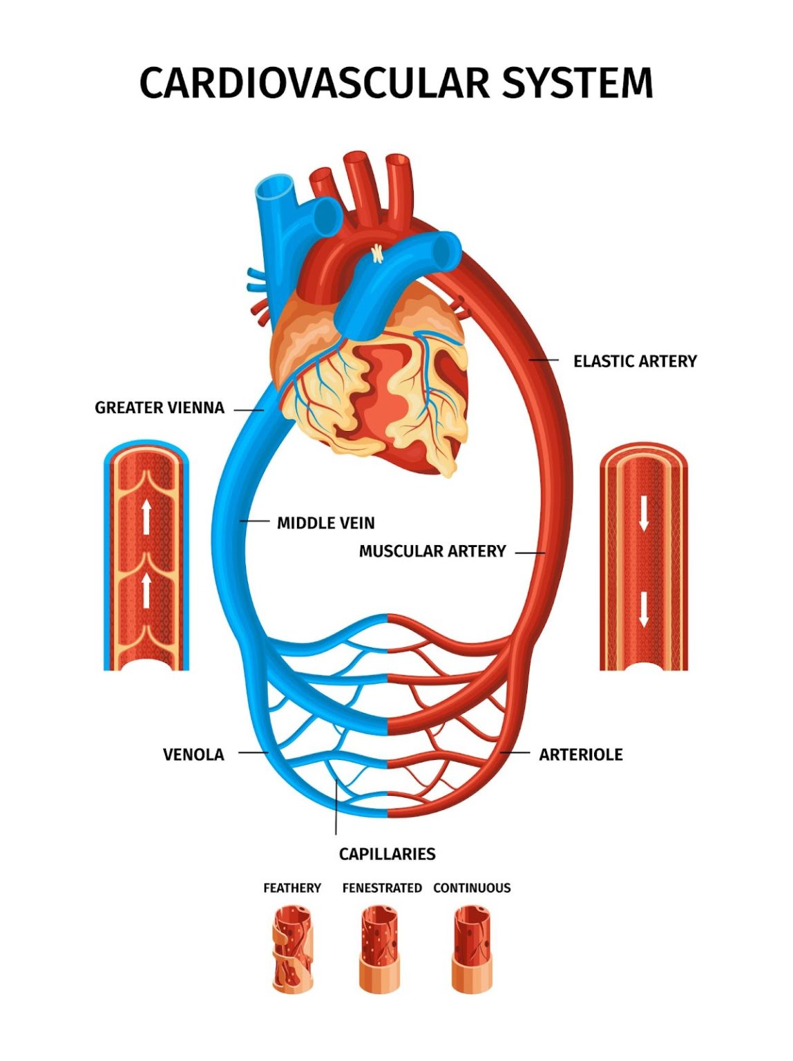Understanding Cardiovascular And Stroke Disease Risk In Seniors ...